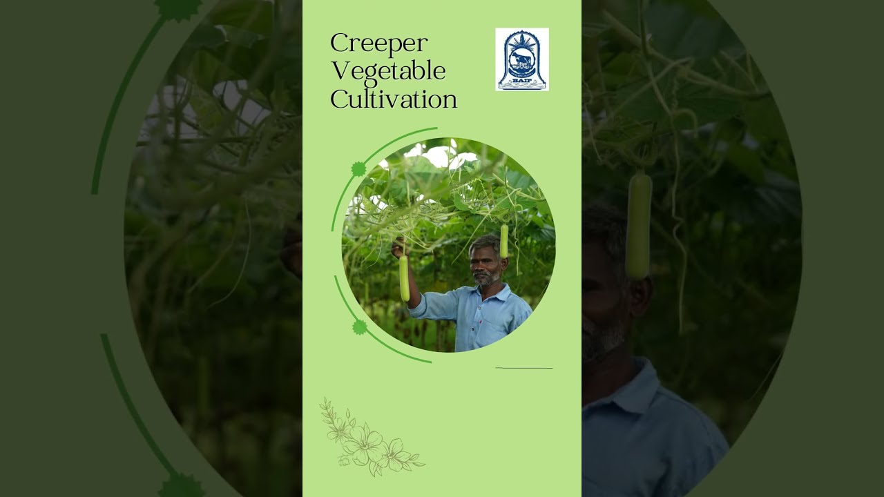 Creeper vegetable Cultivation - YouTube