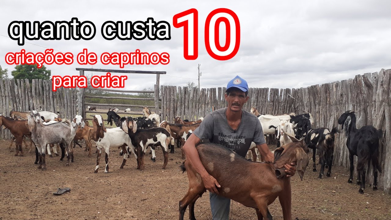 Como iniciar uma criação de caprinos qual o valor para investir - YouTube