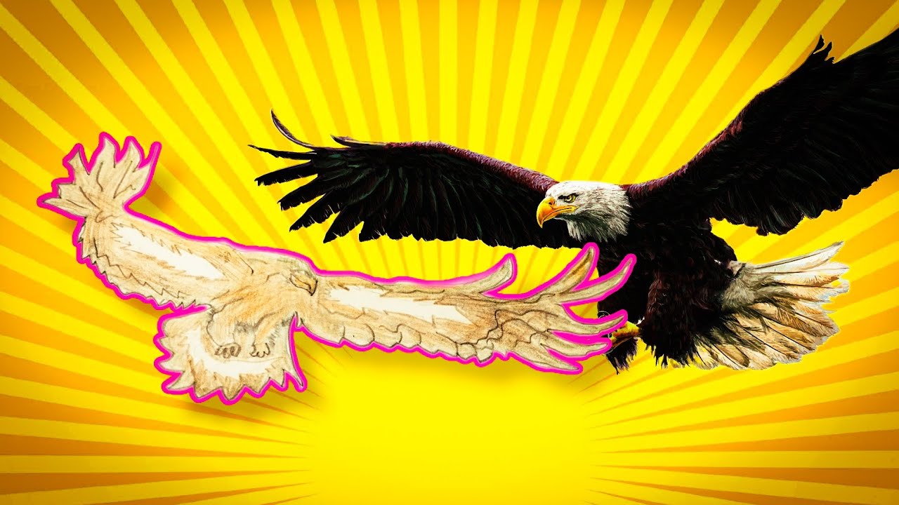 Draw so Fast EAGLE | Drawing so Cute | Draw Poly - YouTube
