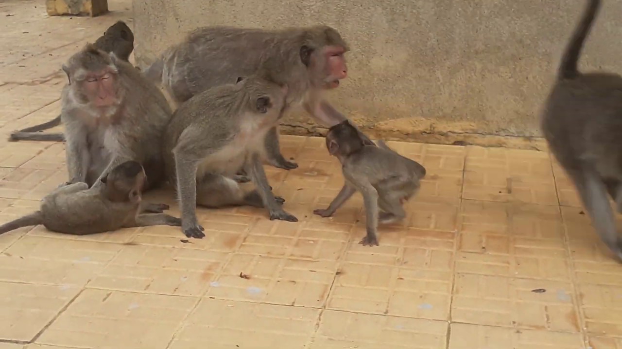 So many monkeys in the mountains - YouTube