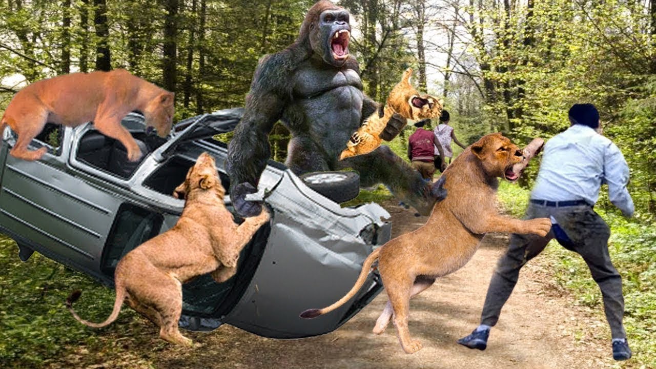Lion Attacks Tourists In Safari Garden, Gorillas Stalk Cubs - Whether ...