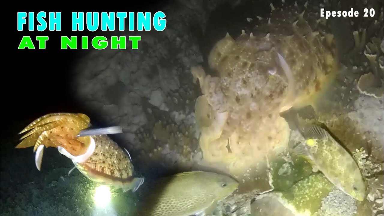 Fish hunting At Night Episode 20 | Night Spearfishing - YouTube