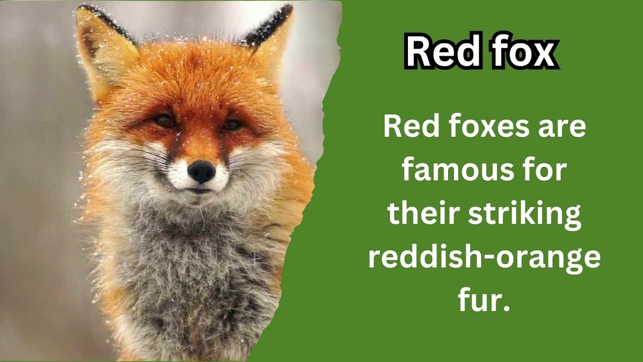 Fascinating Facts About Red Foxes | Animal Exploration - YouTube