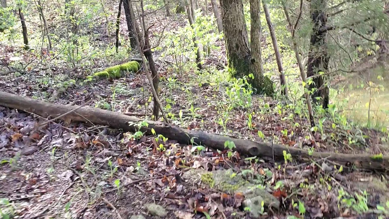 Hike at Simpson Lake. - YouTube