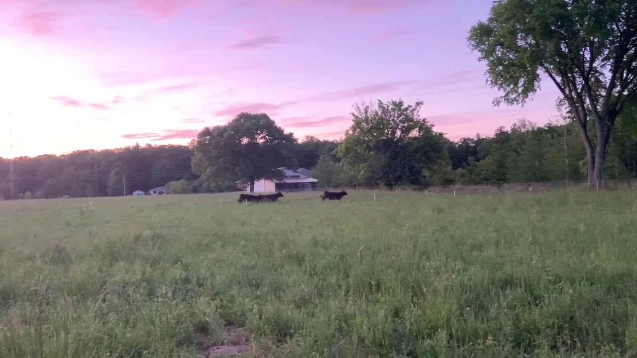 Black Angus Cattle Running at Dusk - YouTube