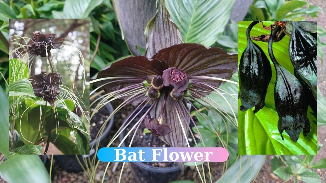 Chinese black Bat flower | A rare type of flower that takes its ...