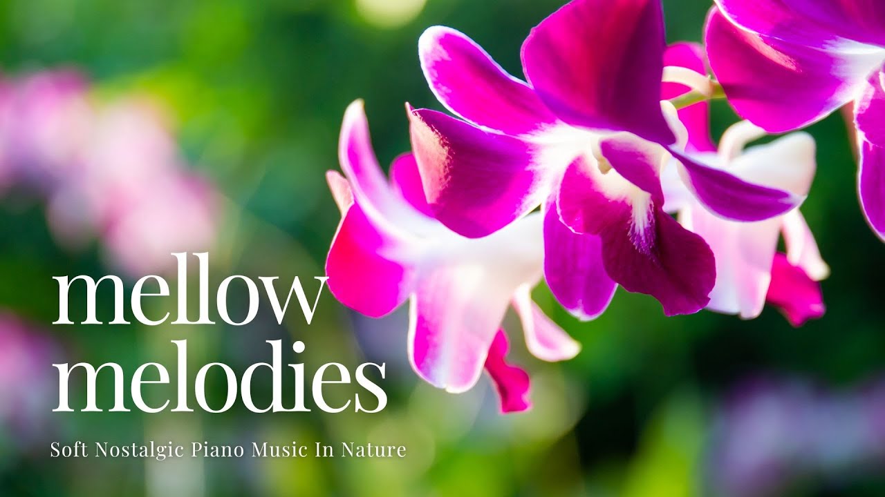 Mellow Melodies | Soft Nostalgic Piano Music In Nature | 4K - YouTube