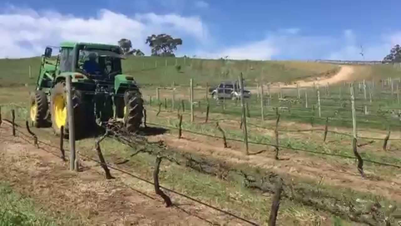 Vine removal - YouTube