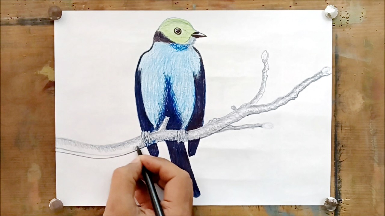 Paradise Tanager: Bird Drawing Step By Step - YouTube