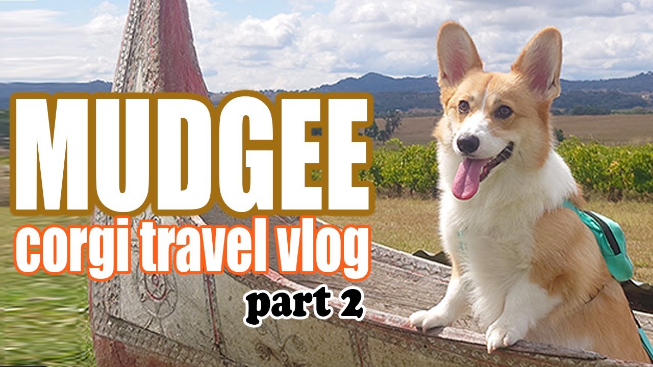 Corgi Travel Vlog: Things to do in MUDGEE NSW - wine tasting, dogs ...