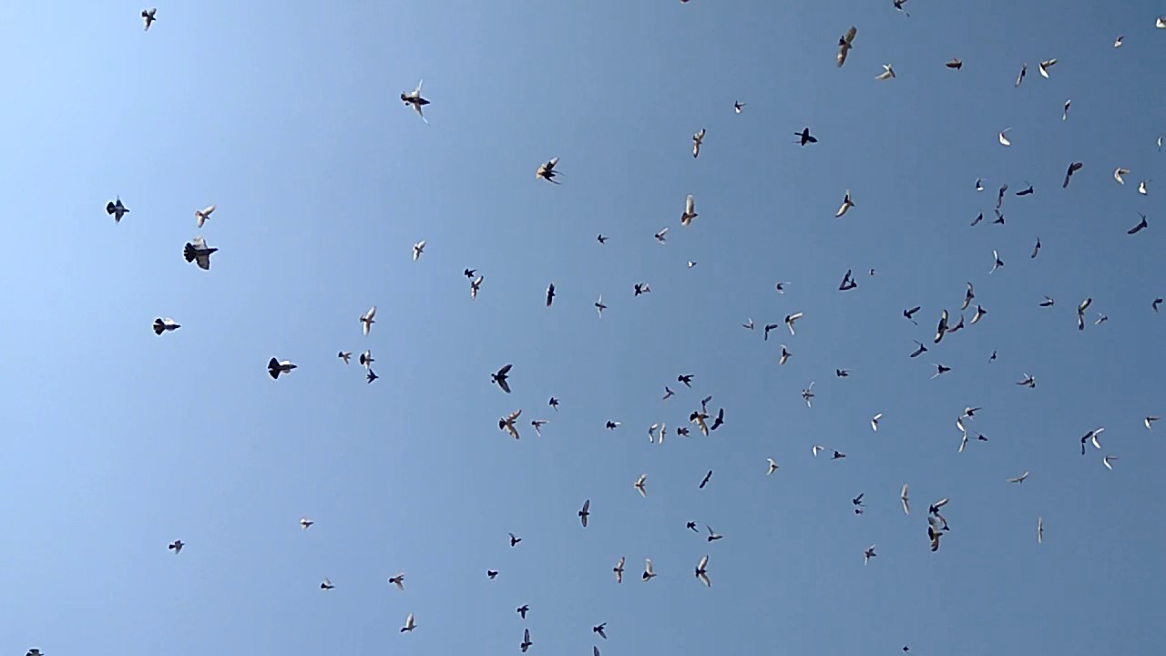 Indian pigeon freedom day - YouTube