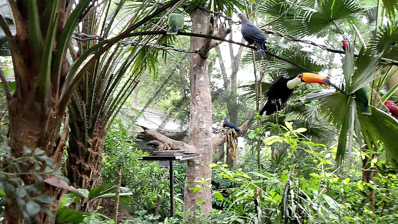 Toucan flying in slow motion - YouTube