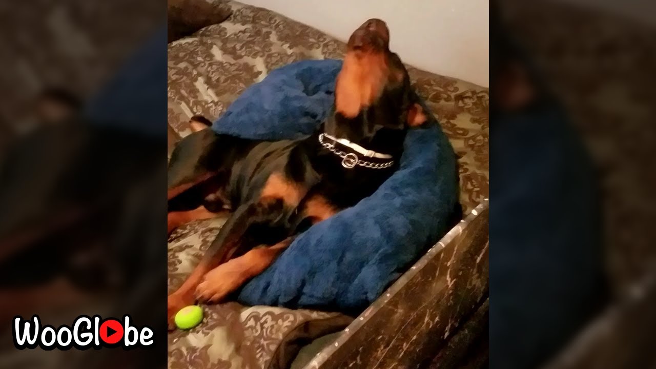 Rottweiler Singing His Favourite song - YouTube