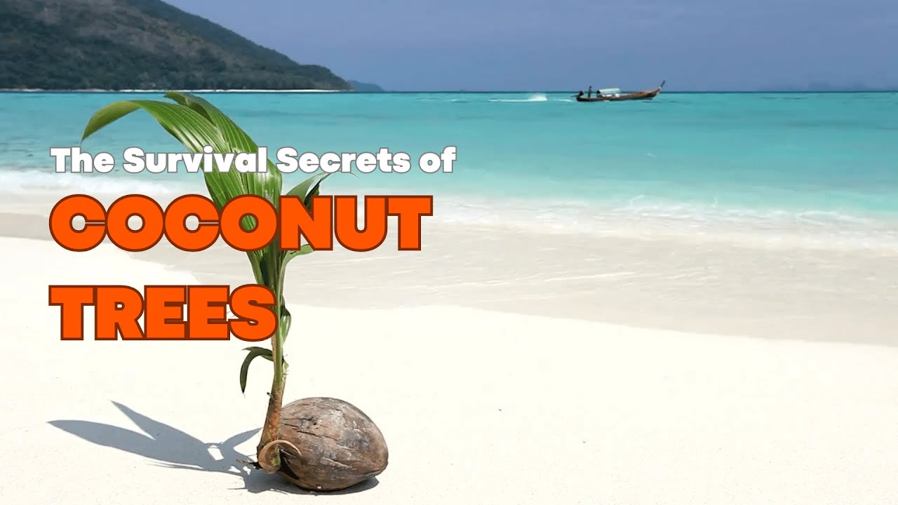 The coconut tree | Its survival secrets on tropical coastlines - YouTube