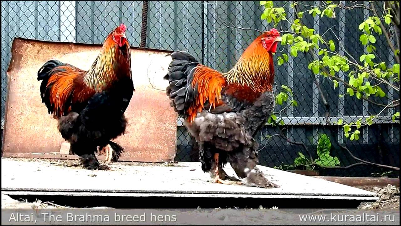 Gold Brahma breed Hens Ириска и Брама куропатчатая, цыплята - YouTube
