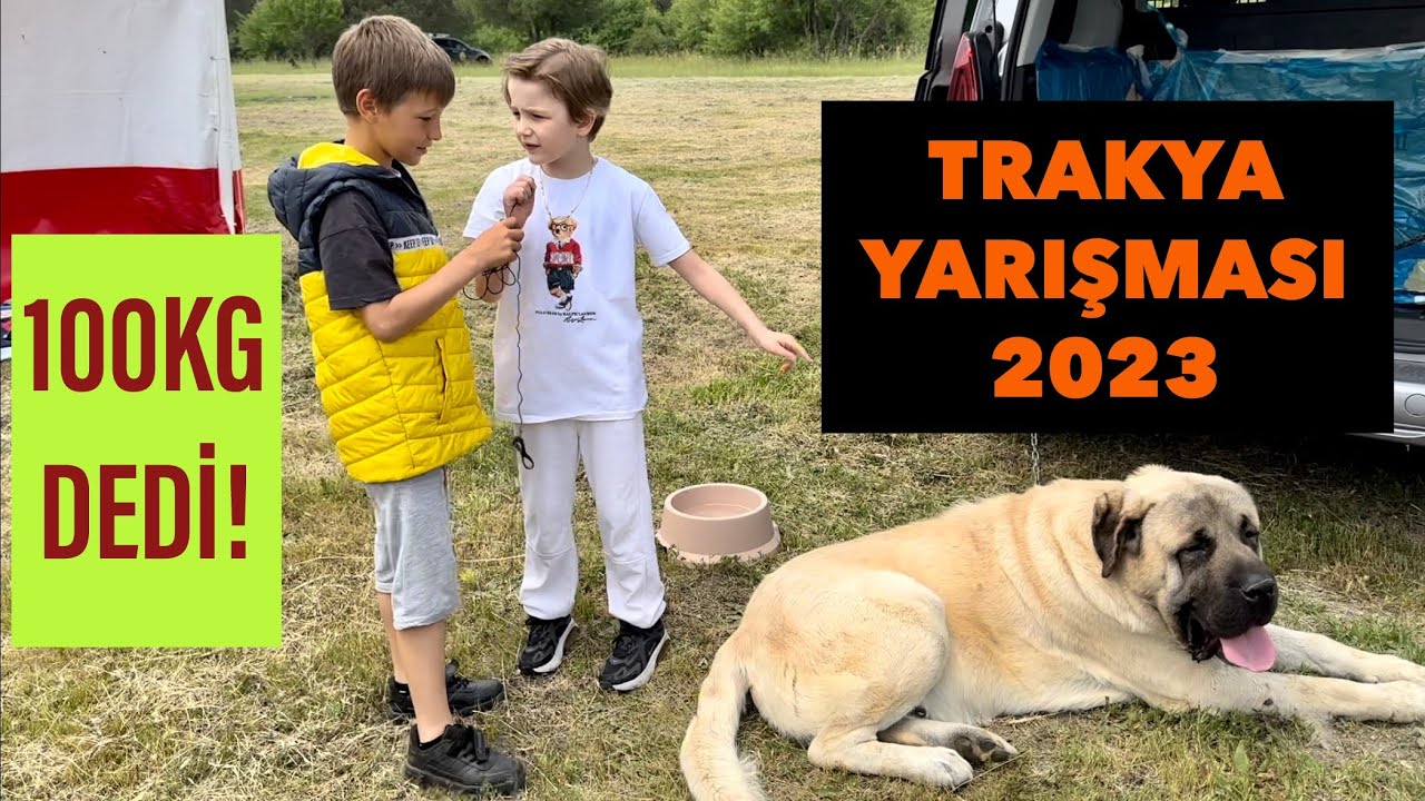 AZ DAHA ISIRIYODU! (Türk Çoban Köpekleri Festivali) - YouTube