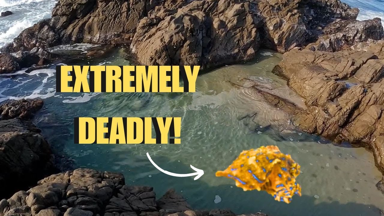 Finding Amazing Creatures in Sub-Tropical Rock Pools! - YouTube