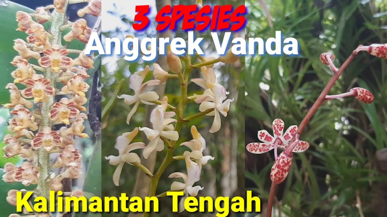 3 Spesies Anggrek Vanda Kalimantan Tengah - YouTube
