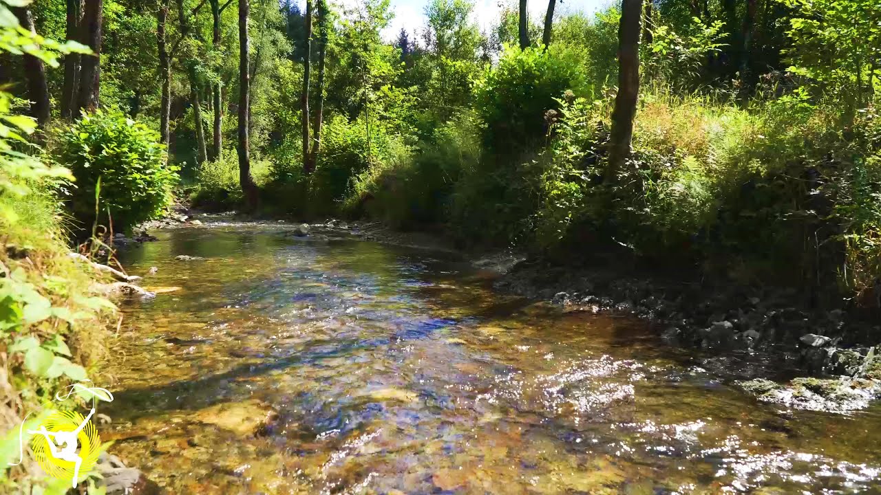 Relaxing Sounds Of Forest Stream - Gentle Stream 1 - Relaxation Water ...