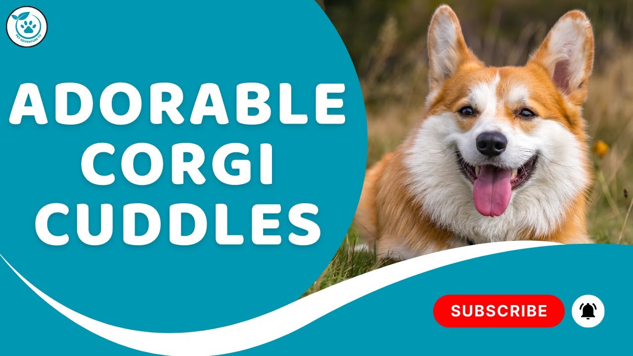 Corgi Cuddling: Everything You Need to Know | Pet Adventure TV - YouTube