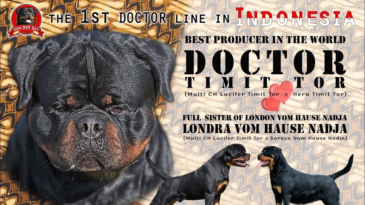 Erica Von Der Sky, 6 months. (Doctor Timit Tor Daughter) Rottweiler ...