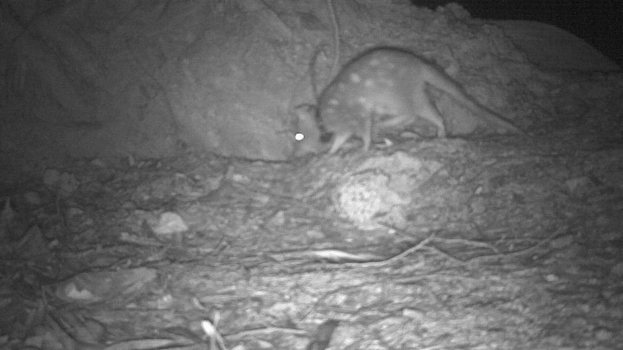 Female Quoll with Pouch Young - YouTube