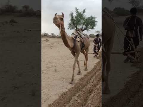 The beautiful desert camel is ploughing the field and planting seeds in the ground