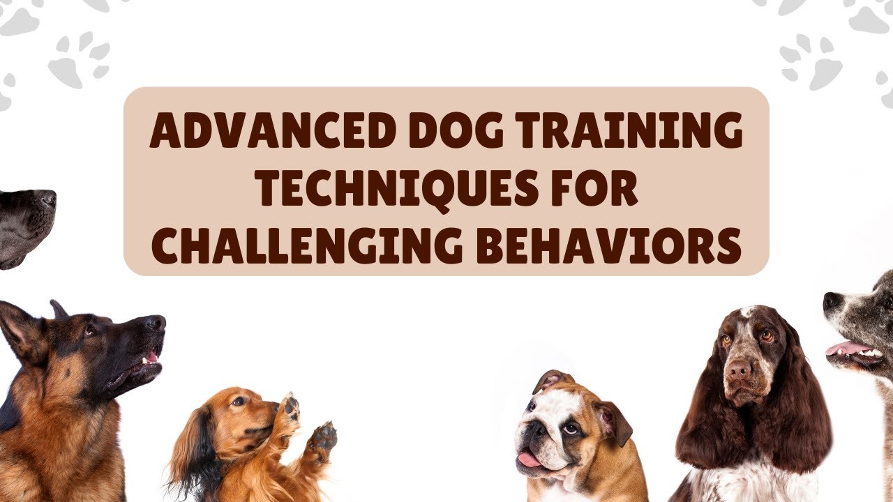Advanced Dog Training Techniques For Challenging Behaviors - YouTube
