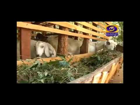 ആട് വളർത്തൽ " A small scale goat farm model for working women " - YouTube