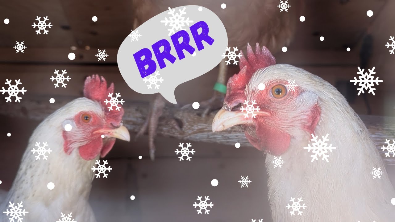 Keeping Chickens Warm in Very Cold Weather - YouTube