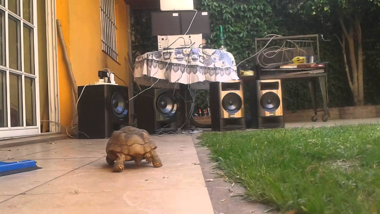 Techno turtle - YouTube
