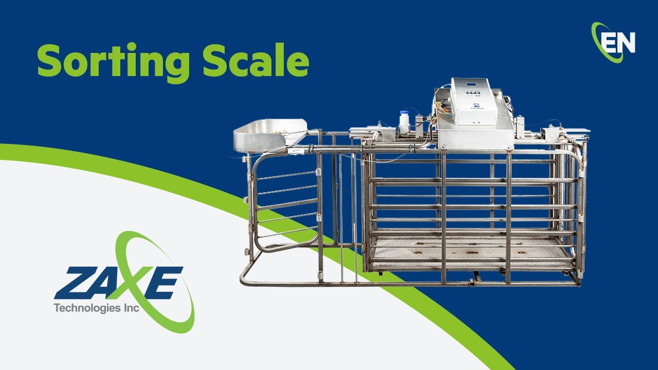 [SWINE PRODUCTION] Sorting scale - YouTube