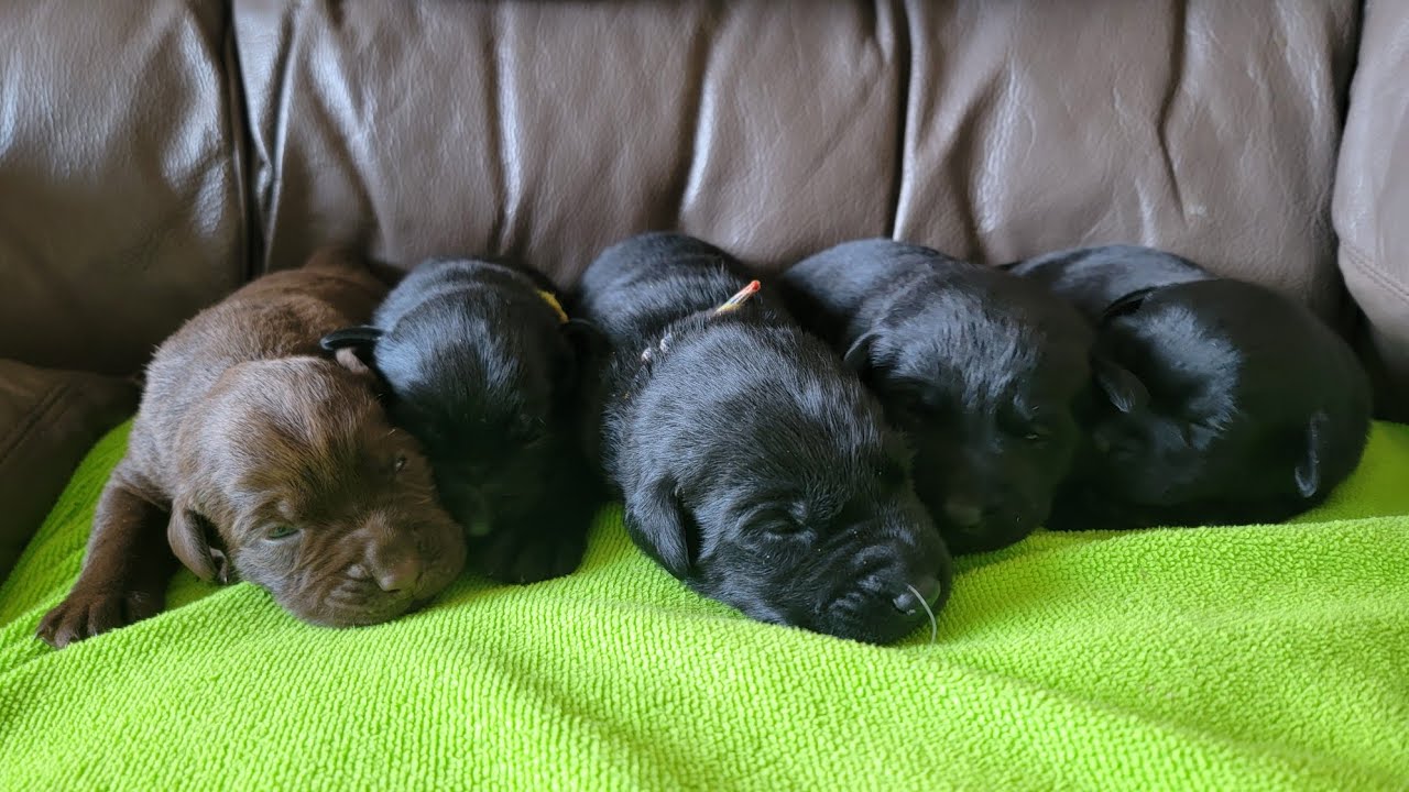 cute lab puppies update - YouTube