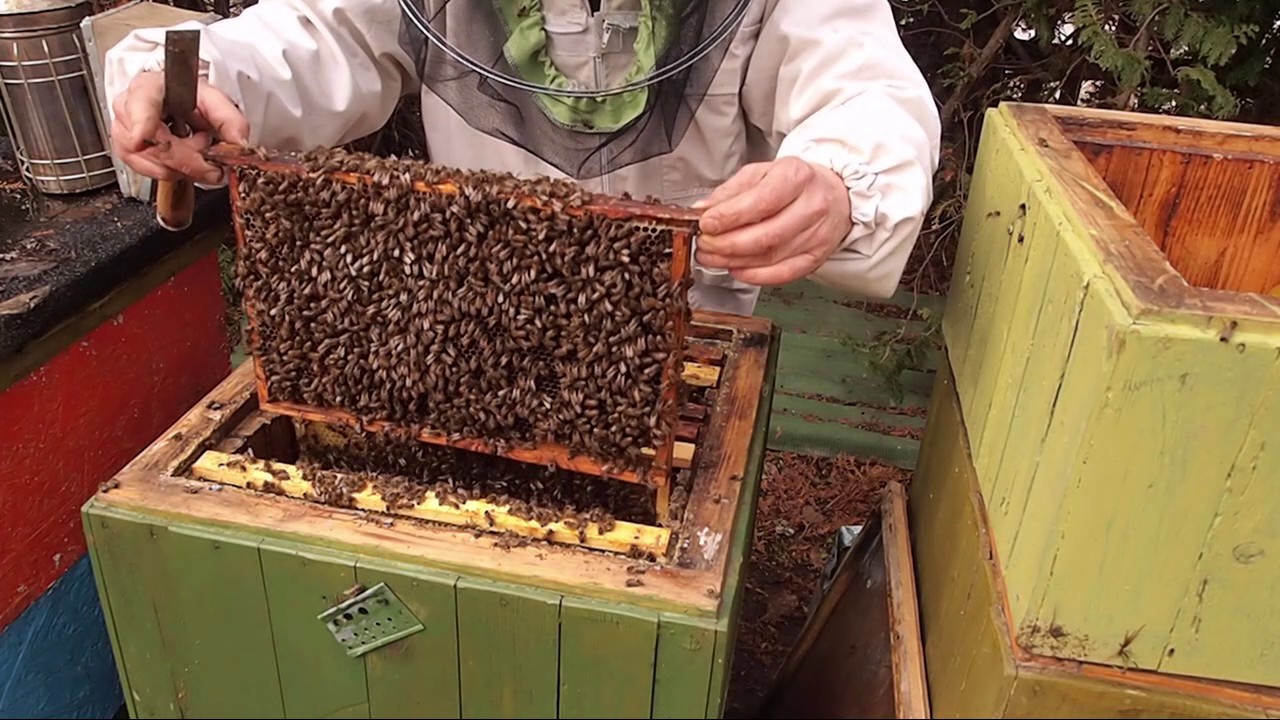 Pierwszy Przegląd - 2017 r. /Bees in March - Poland - YouTube