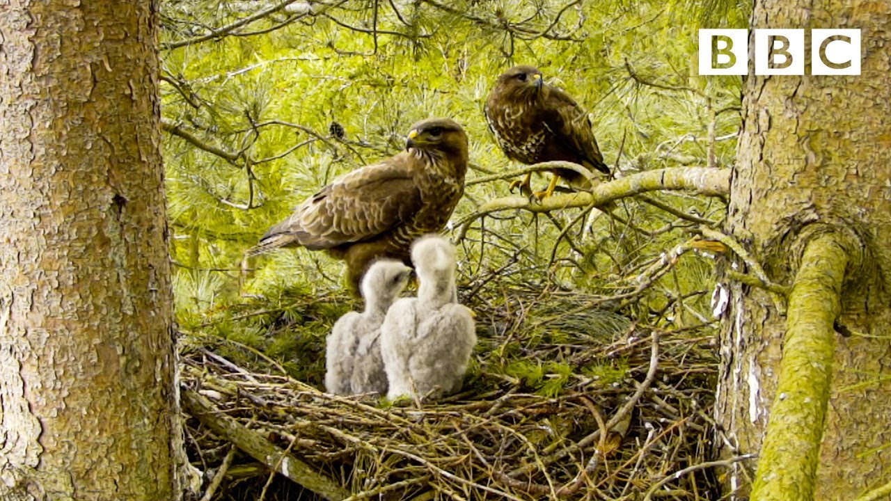 Live Springwatch: Day 5 🌦 2021 🐣 BBC - YouTube