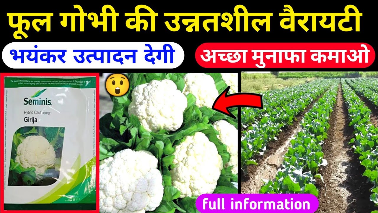 फूलगोभी की Seminis Girija वैरायटी की पूरी जानकारी।फूलगोभी की खेती ...