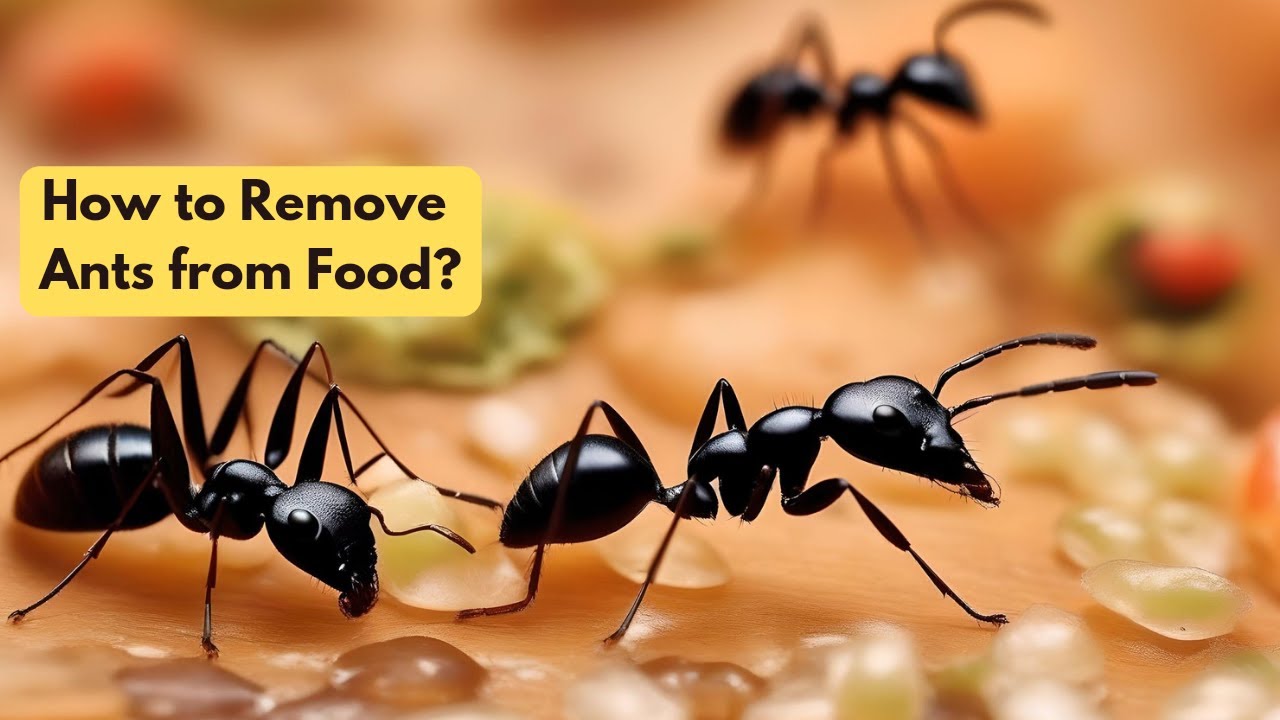How to Remove Ants from Food? - YouTube