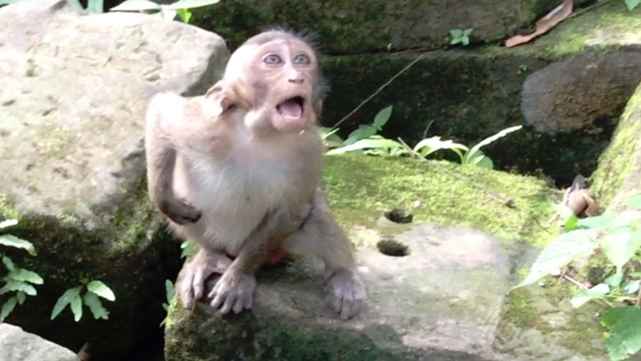 Baby monkey cry - Monkey cry and eating lotus fruits - Monkey playing ...