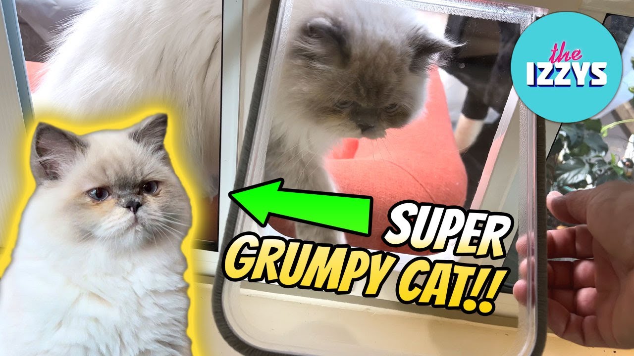 How To Door Train Your Angry Cat!!! - YouTube