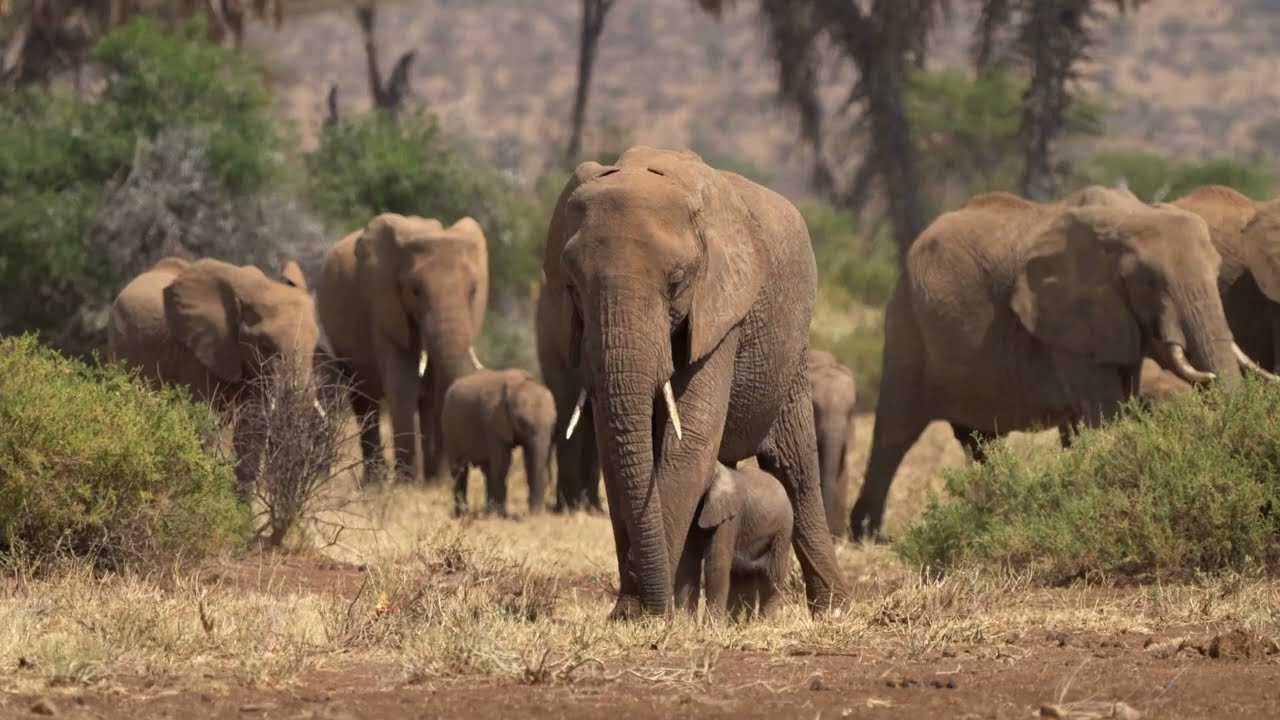 Fun Facts About Elephents #factsaboutanimals #funfacts #elephent - YouTube