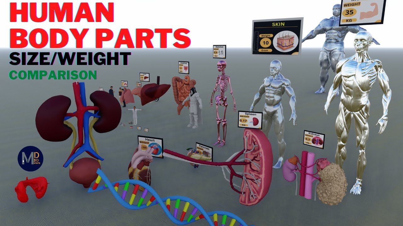 💂🏼 Human Body Parts Size Comparison 🧠 - YouTube