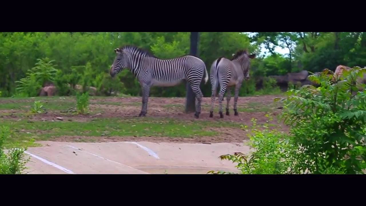 Nature/Zoo Adventure - YouTube