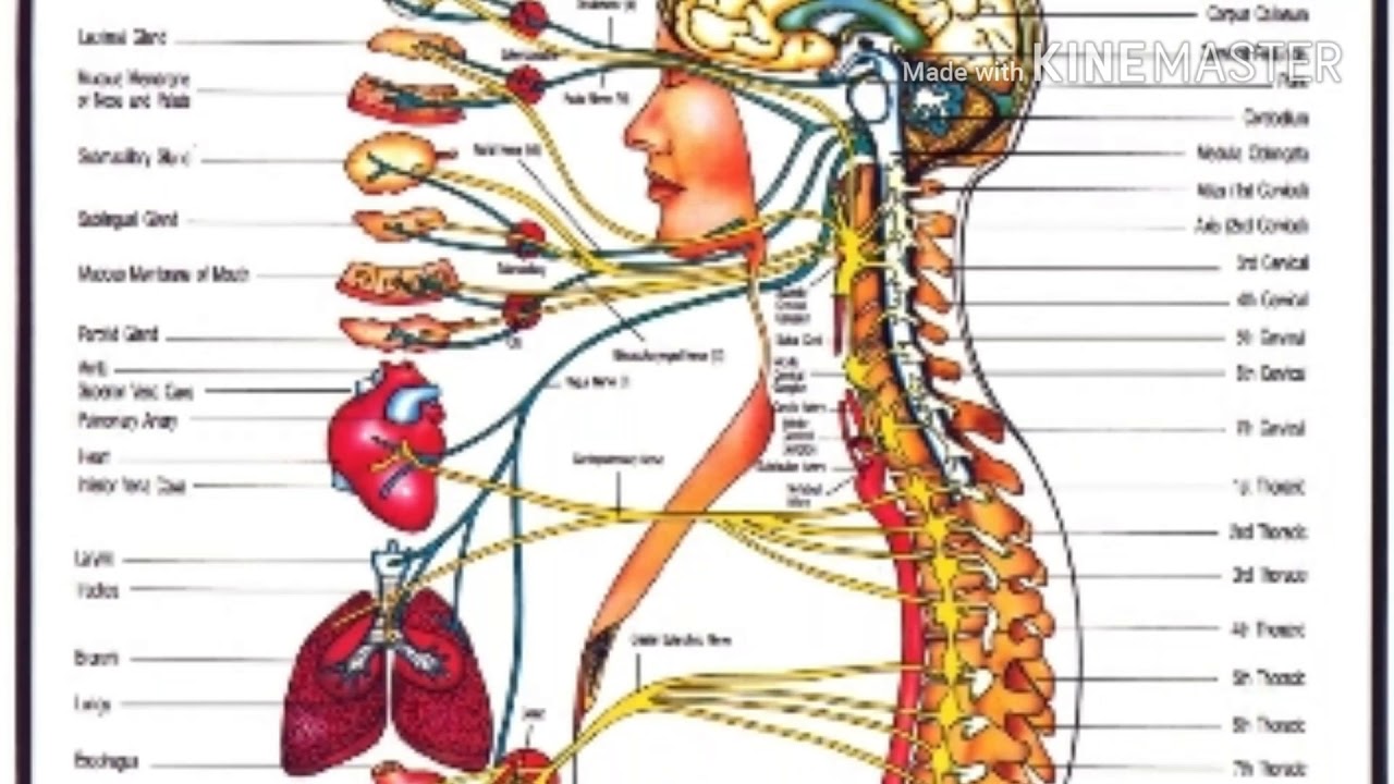 तंत्रिका तंत्र इन हिंदी//tantrika tantra in hindi - YouTube