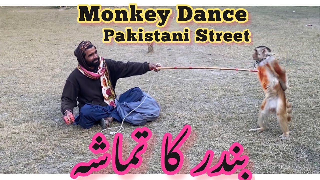 بندر کا کھیل تما شہ/ Monkey Dance Pakistani - YouTube