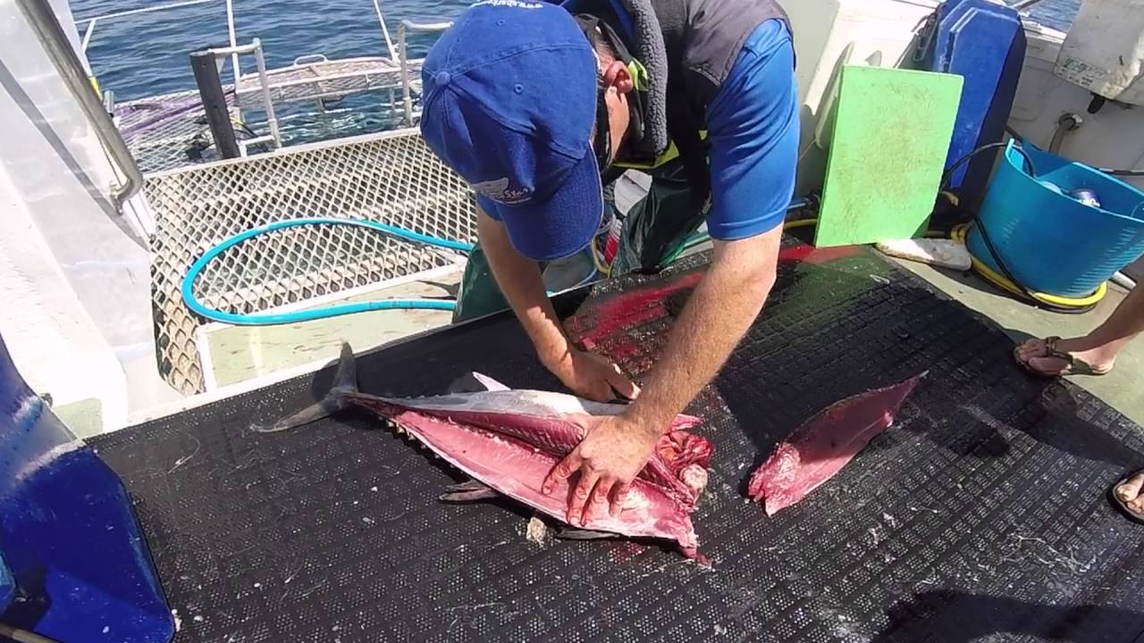 How to Fish Filleting. Southern Blue Fin Tuna. Tuna Fishing #GoProHD4 ...