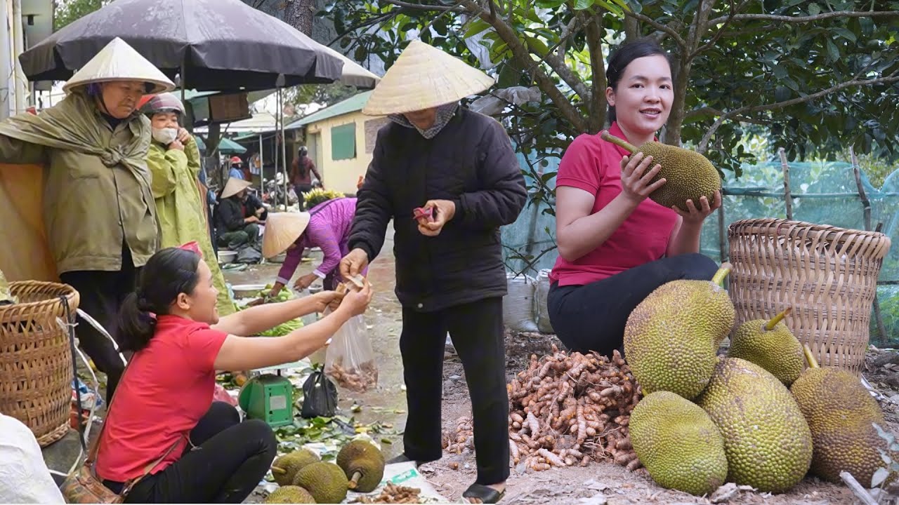 Amy Sell Turmeric, Ginger and Jack Fruits. Life in Mountain Forest. Amy ...