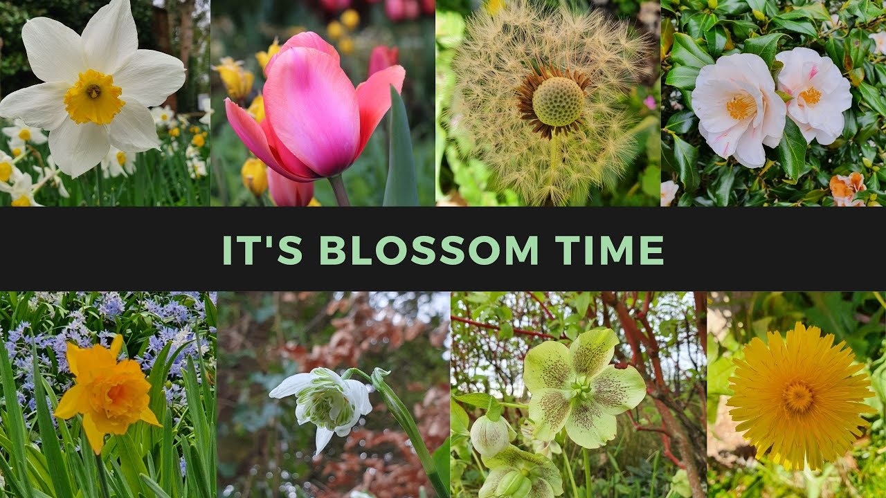 IT'S BLOSSOM TIME - SPRING || APRIL 18, 2021 - YouTube