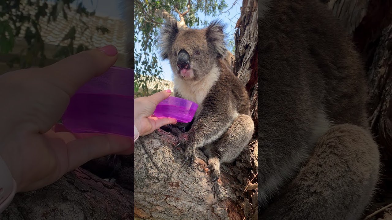 Giving Water to a Thirsty Koala || ViralHog - YouTube
