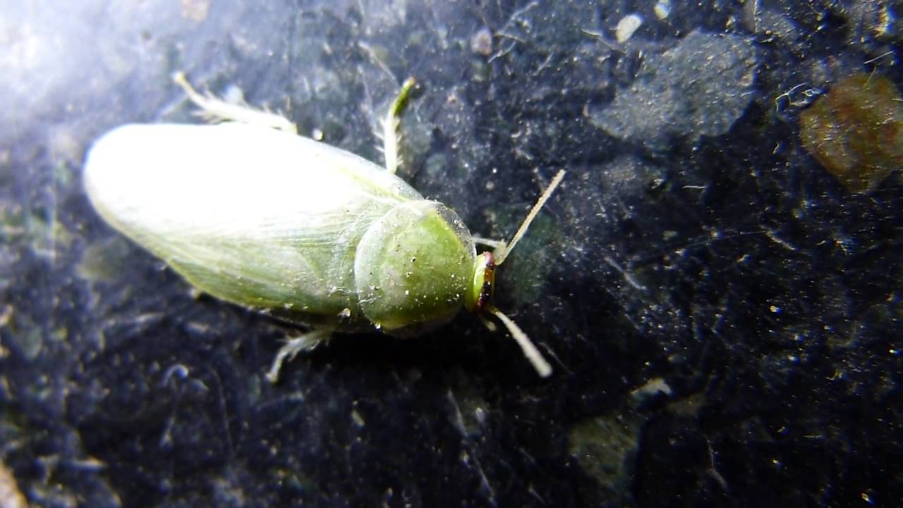 Cucaracha Verde (Panchlora nivea) hembra. Chajarí, Barrio Centro - YouTube