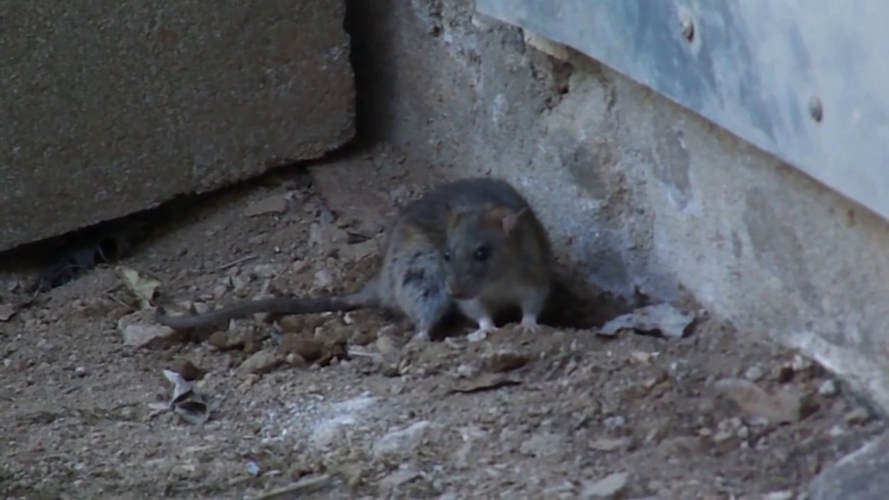 hungry rat - YouTube